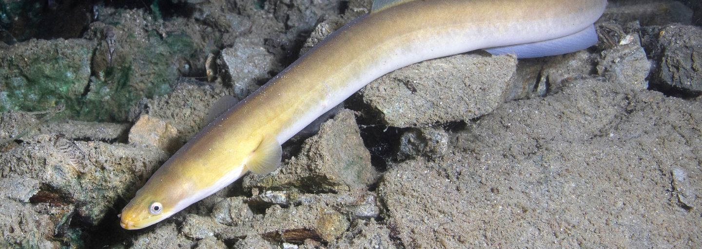 Certaines périodes de pêche de l’anguille en mer sont temporairement ...
